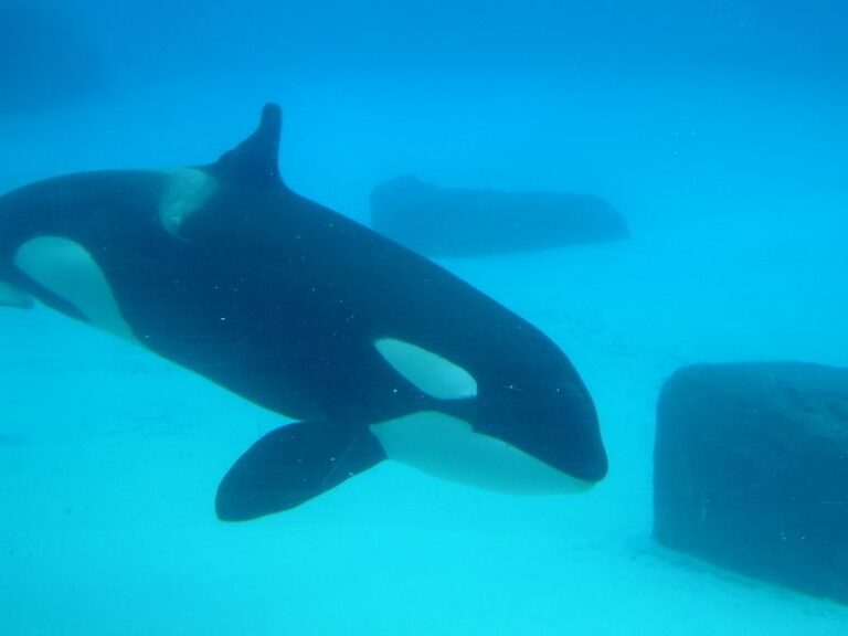 Kiska’s Gallery – Inherently Wild