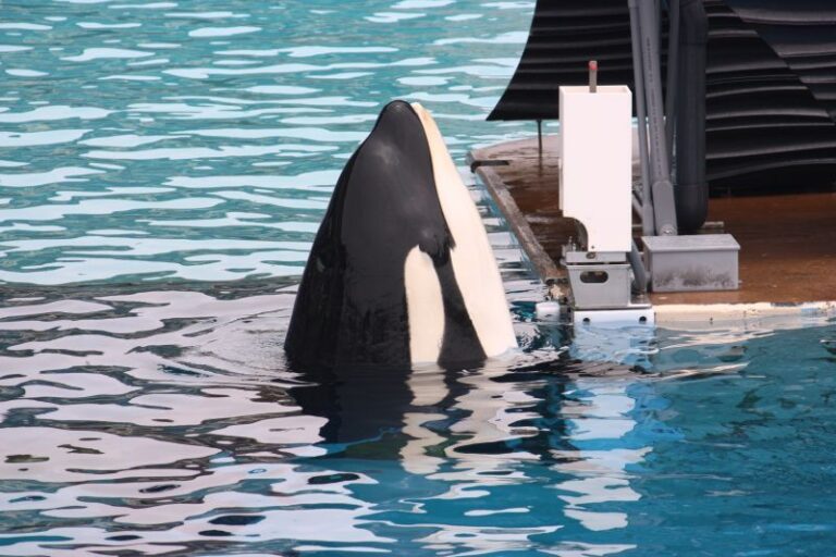 Shouka’s Gallery – Inherently Wild