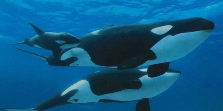 Earth’s Gallery – Inherently Wild