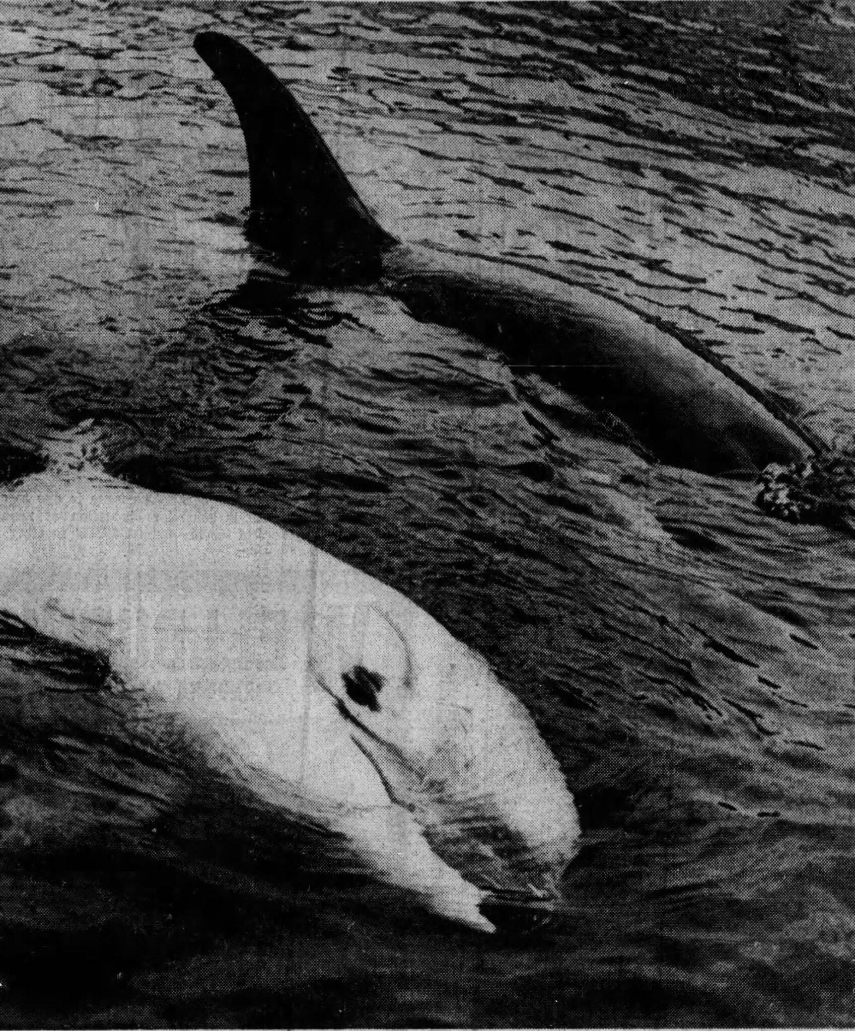 Haida’s Gallery – Inherently Wild