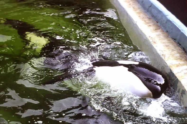 Cuddles’s Gallery – Inherently Wild