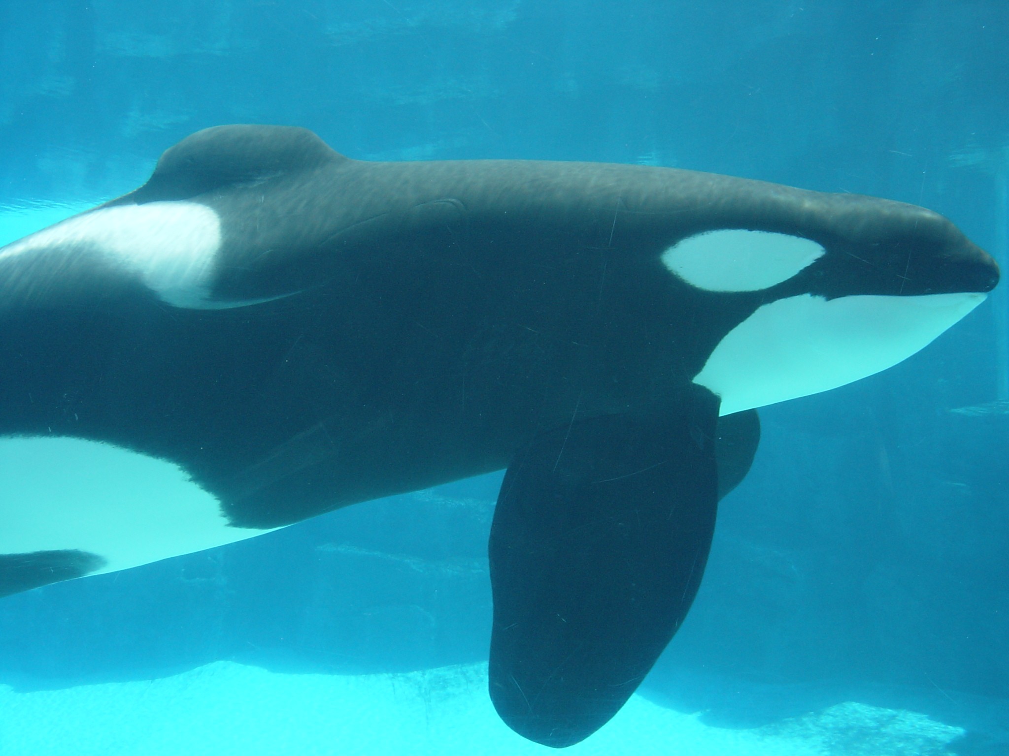 Kandu 7’s Gallery – Inherently Wild