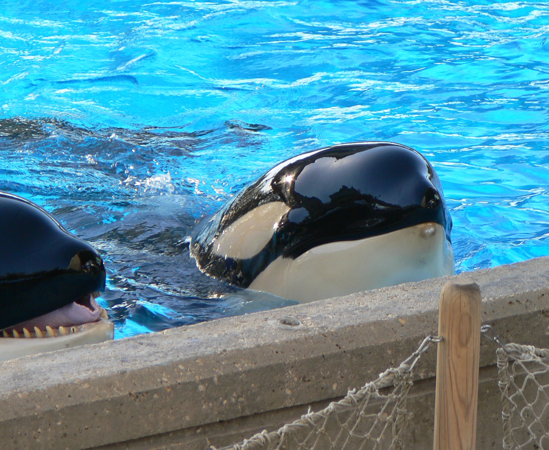 Halyn’s Gallery – Inherently Wild