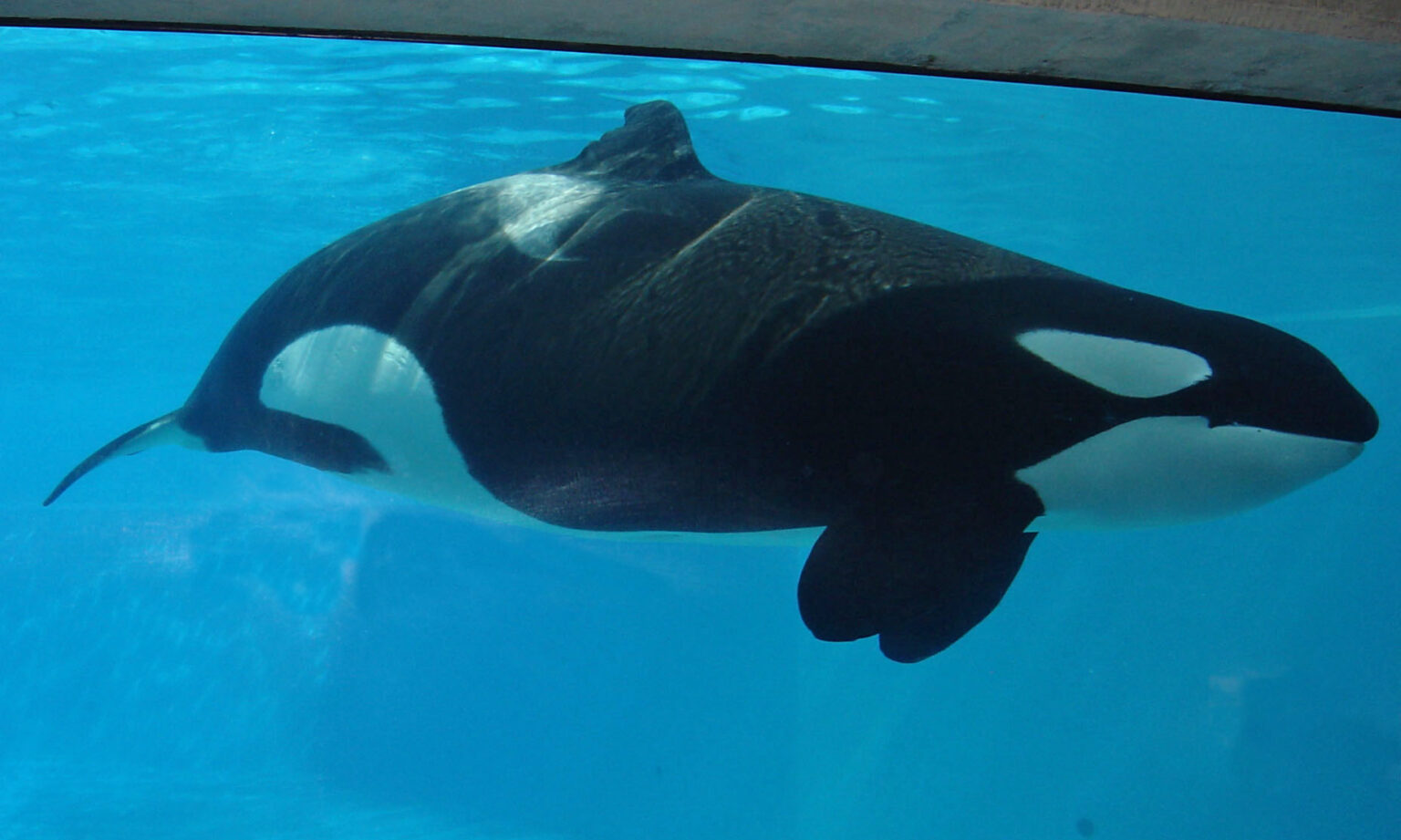 Kiska’s Gallery – Inherently Wild