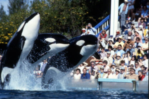 Kotar’s Gallery – Inherently Wild