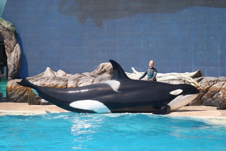 Orkid’s Gallery – Inherently Wild