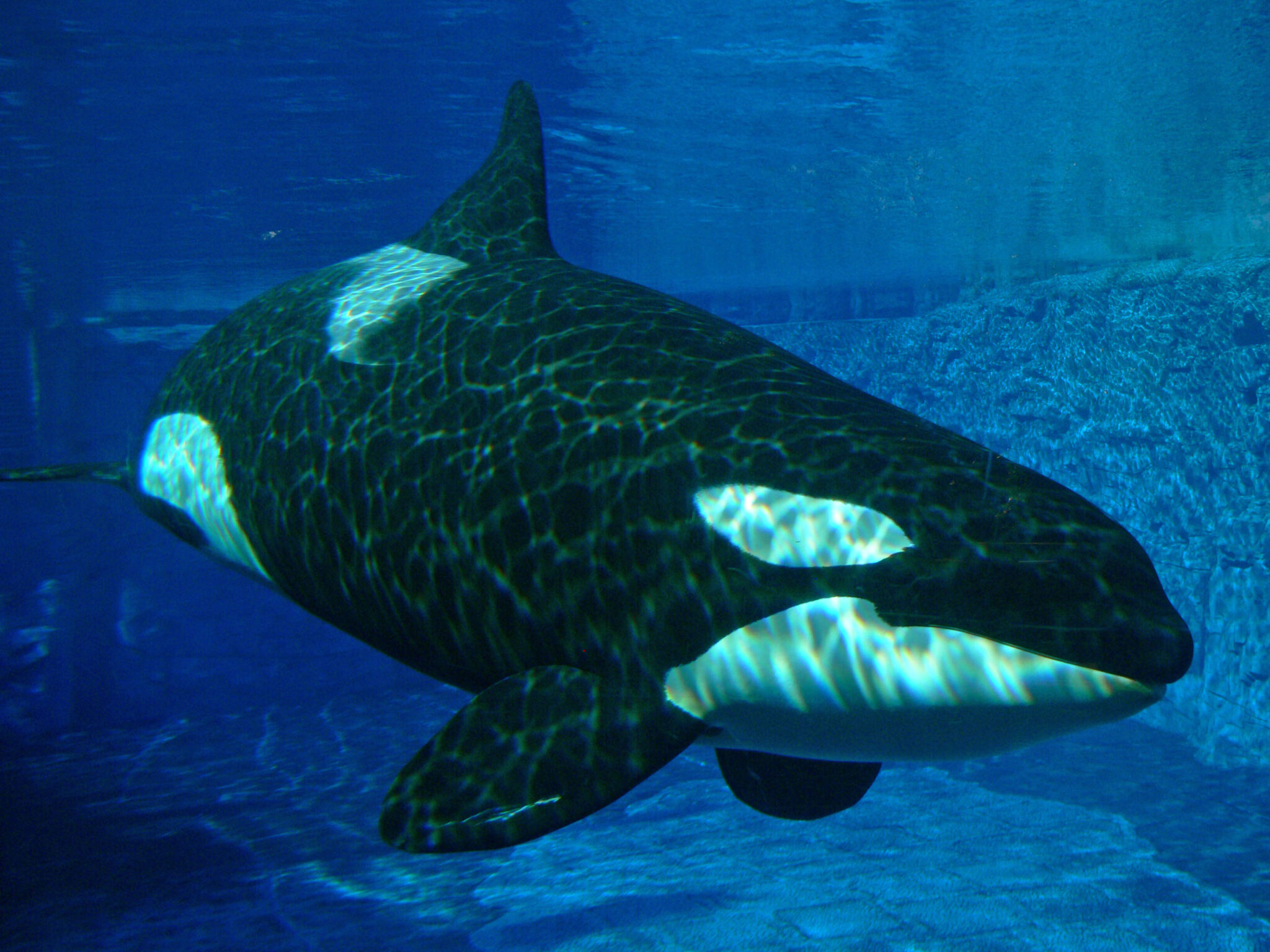 Taima’s Gallery – Inherently Wild