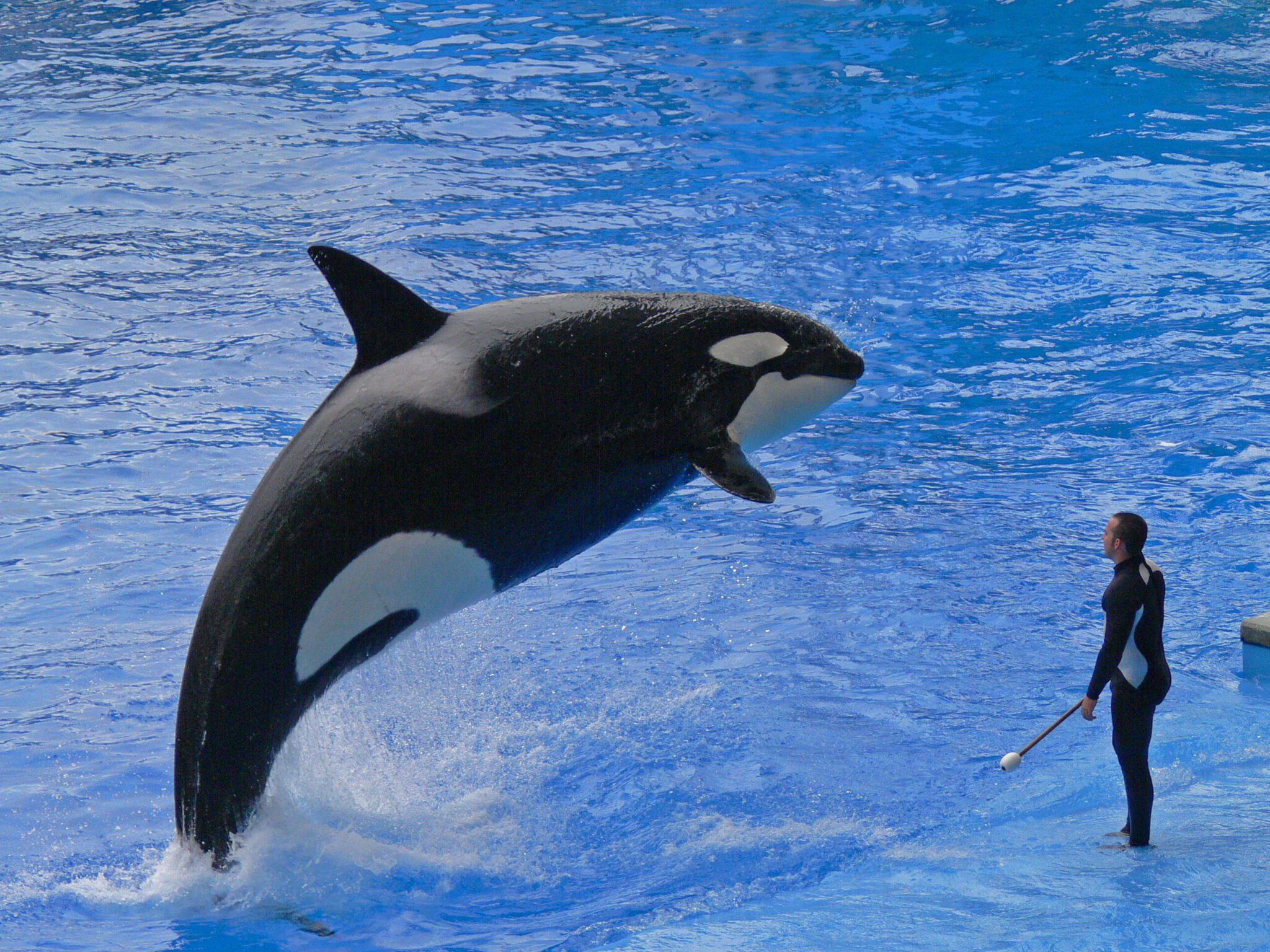 Taima’s Gallery – Inherently Wild