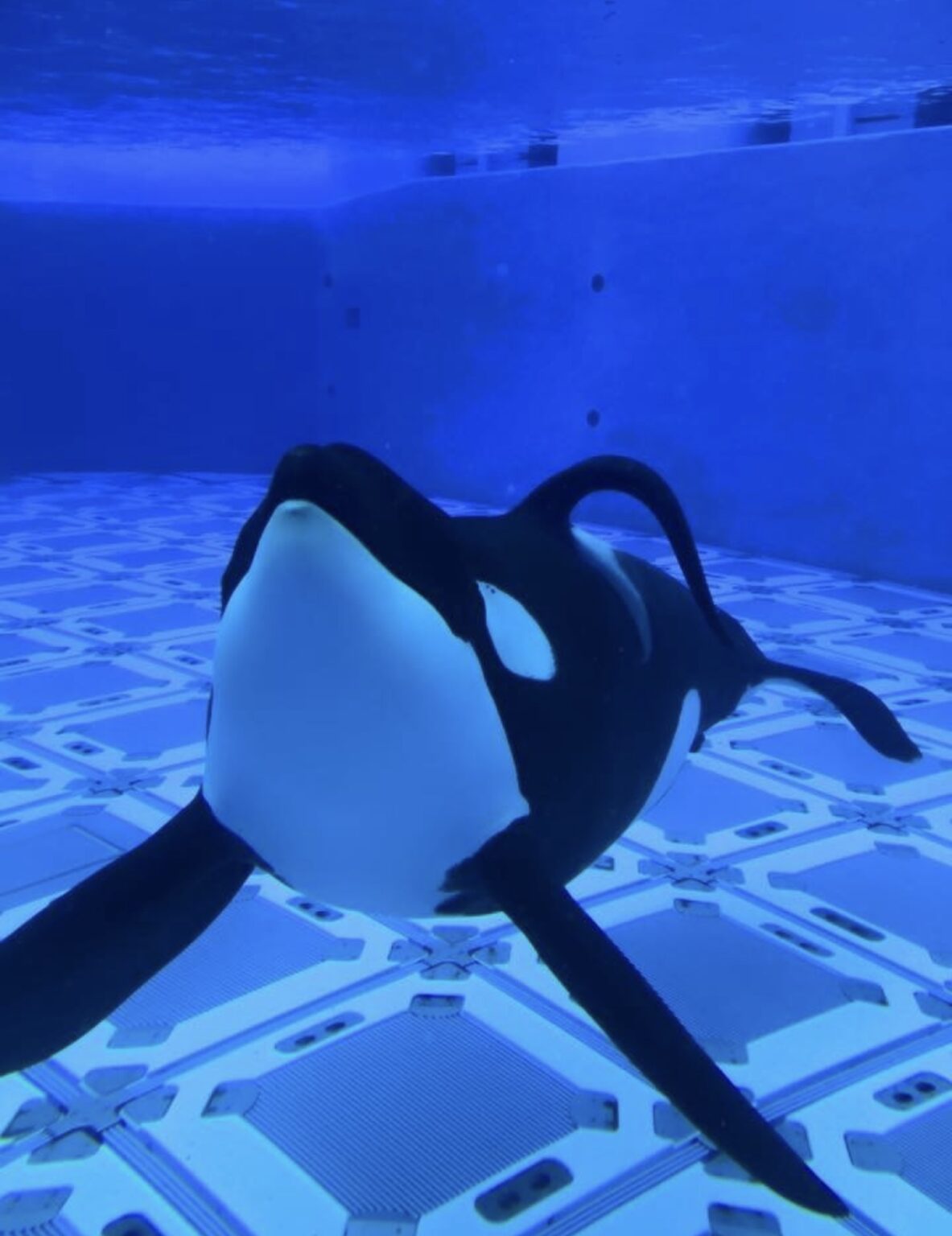 Tilikum’s Gallery – Inherently Wild