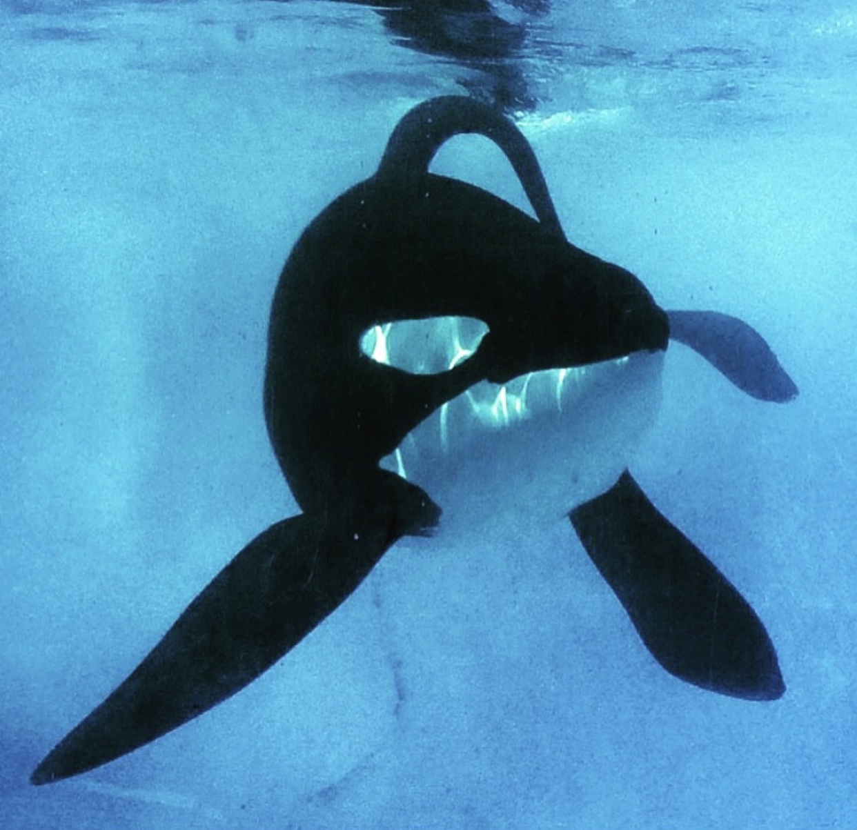 Tilikum’s Gallery – Inherently Wild