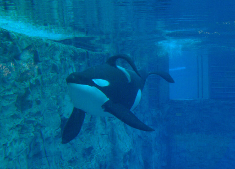 Tilikum’s Gallery – Inherently Wild