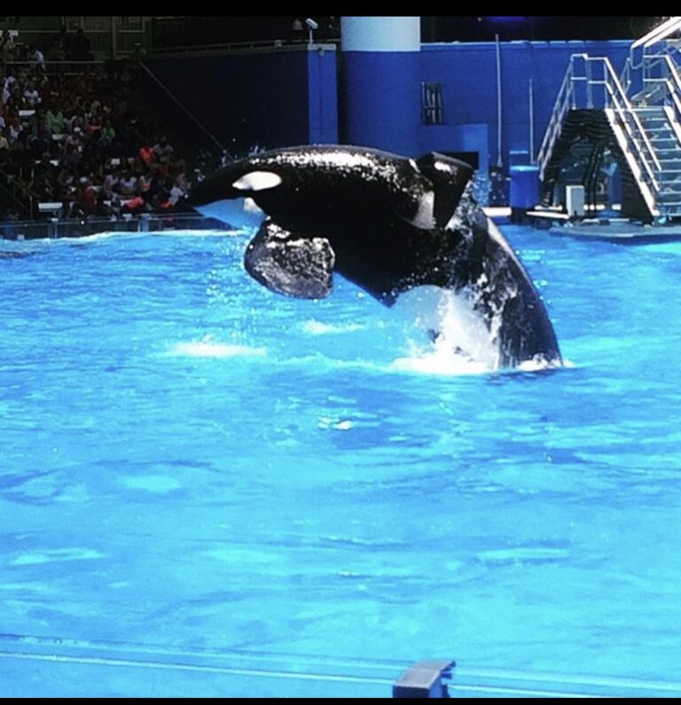 Tilikum’s Gallery – Inherently Wild