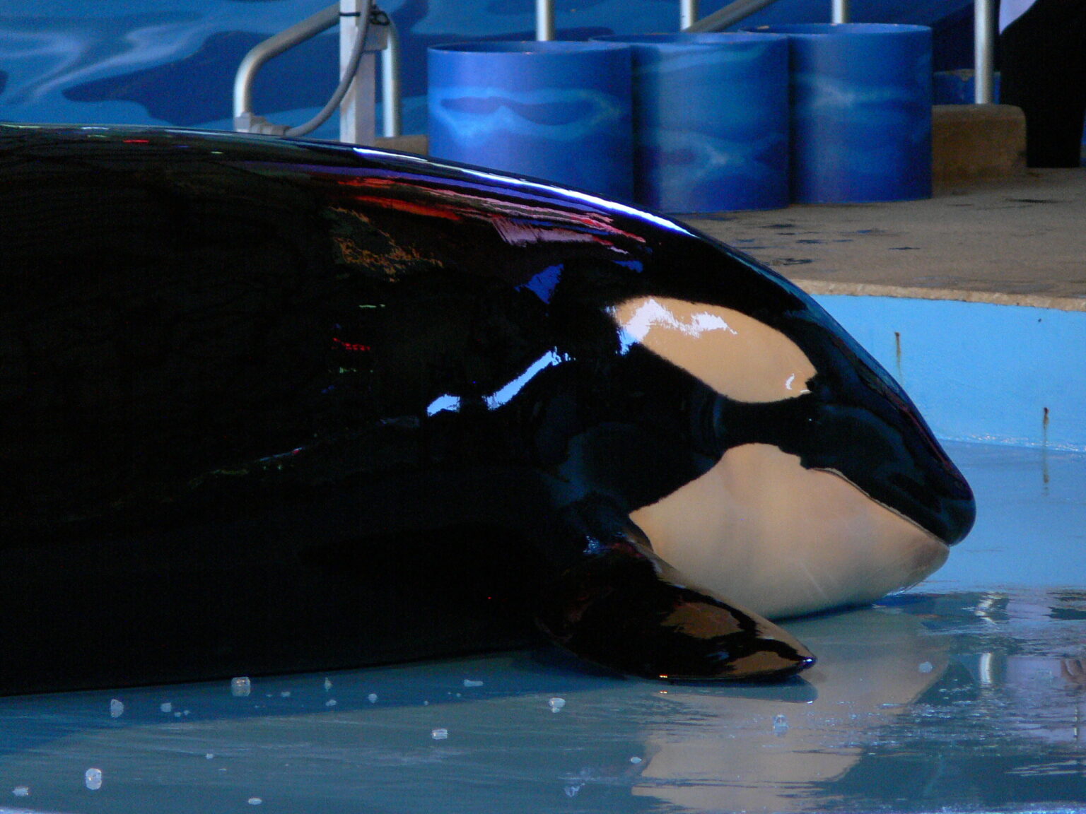 Unna’s Gallery – Inherently Wild