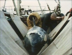 Winnie’s Gallery – Inherently Wild