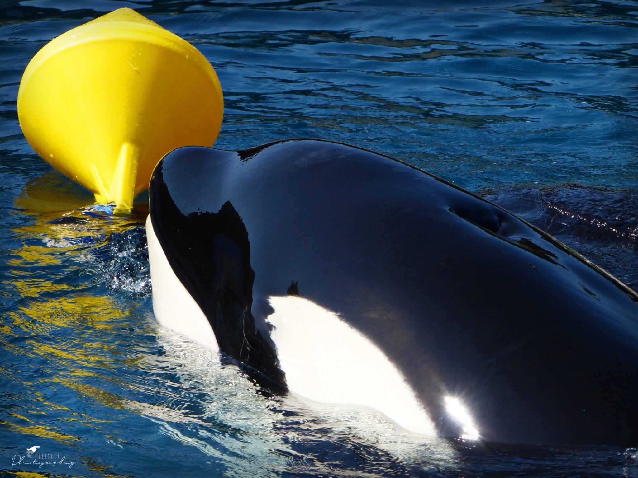 Inouk’s Gallery – Inherently Wild