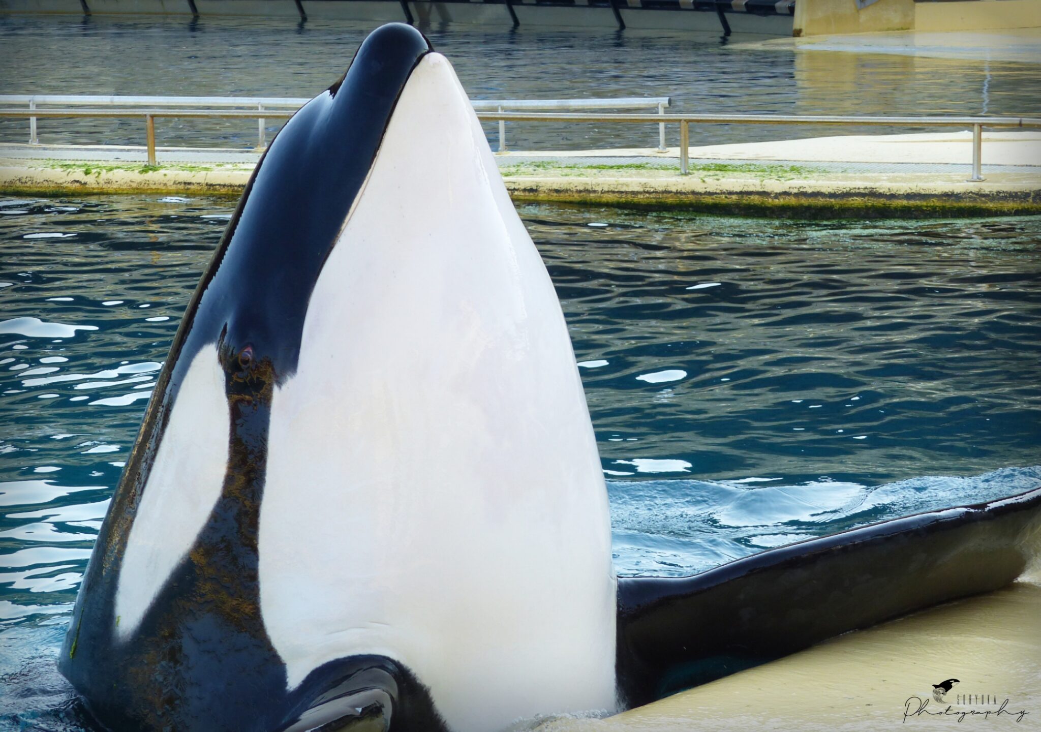 Inouk’s Gallery – Inherently Wild