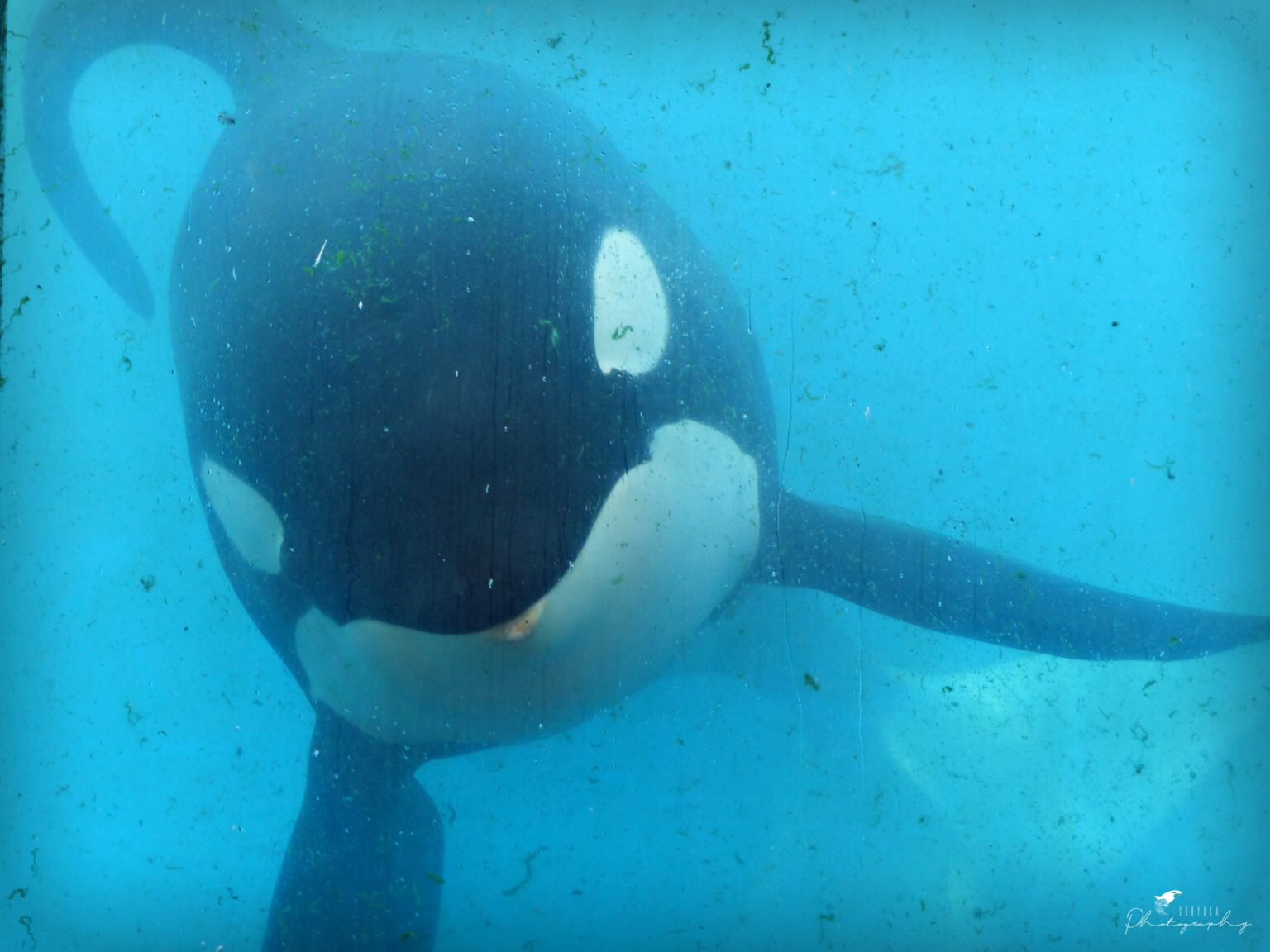 Inouk’s Gallery – Inherently Wild