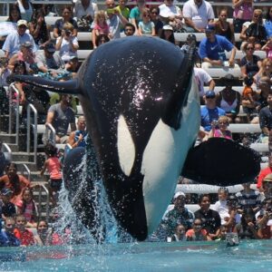 Kasatka’s Gallery – Inherently Wild