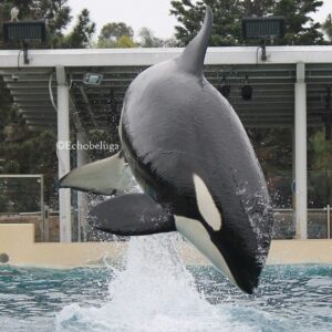 Kasatka’s Gallery – Inherently Wild