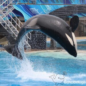 Kasatka’s Gallery – Inherently Wild