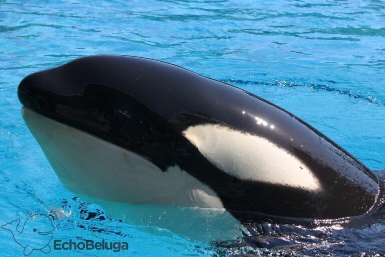 Kasatka’s Gallery – Inherently Wild