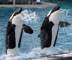 Kasatka’s Gallery – Inherently Wild
