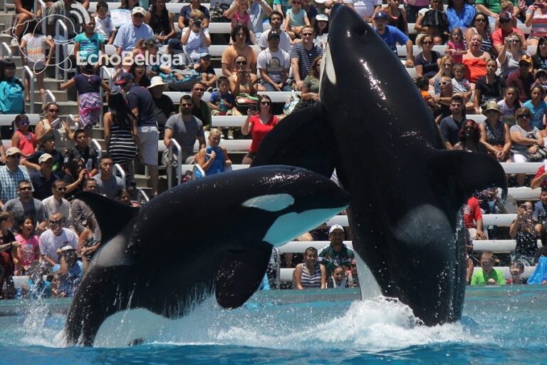 Kasatka’s Gallery – Inherently Wild