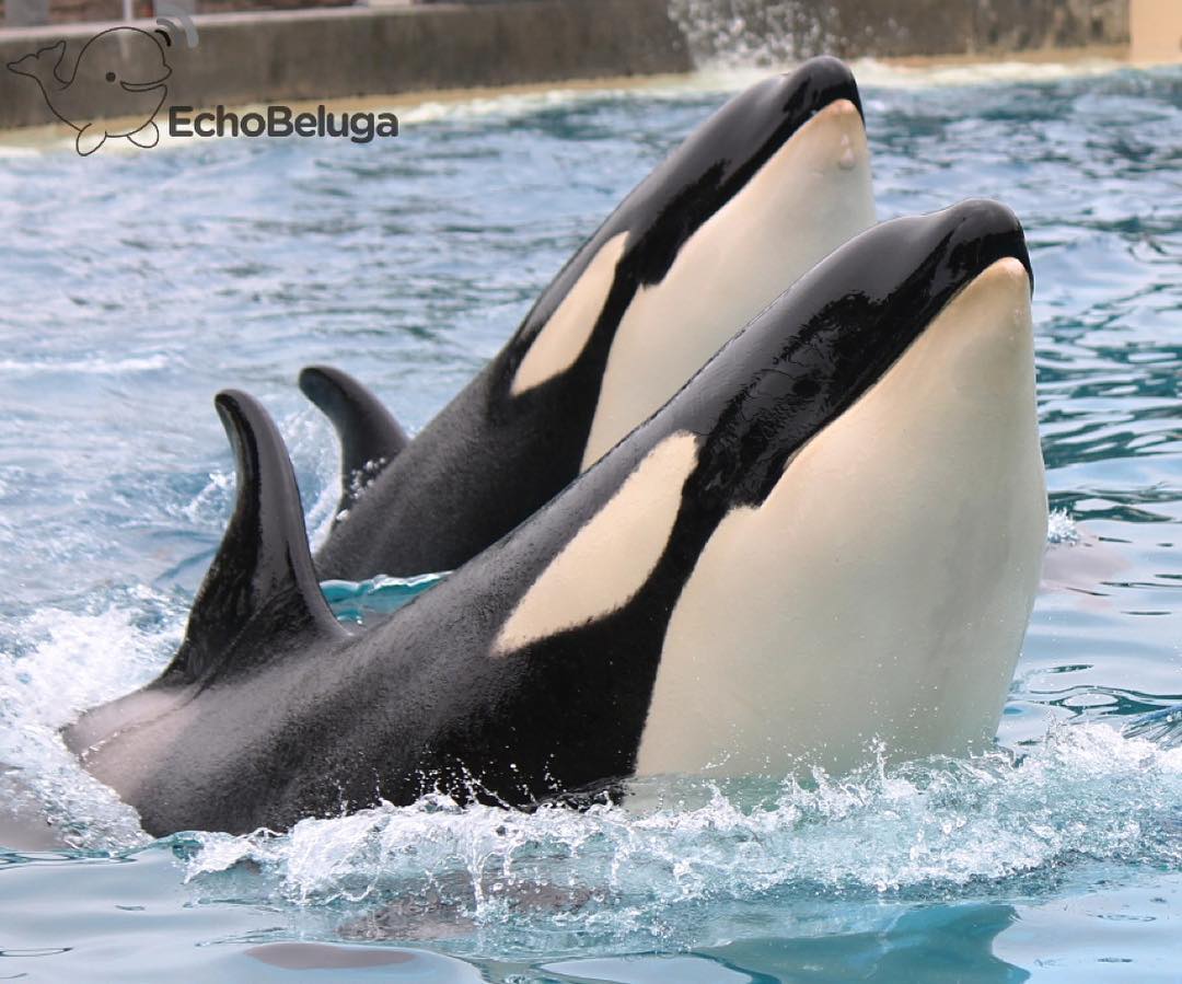 Kasatka’s Gallery – Inherently Wild