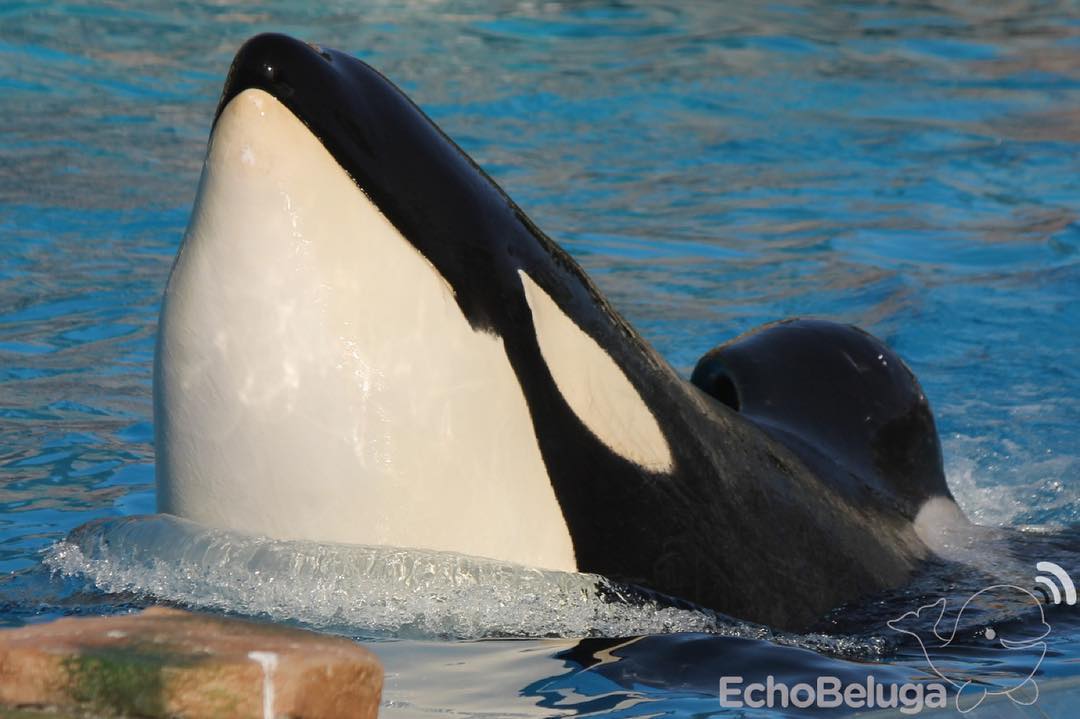 Keet’s Gallery – Inherently Wild