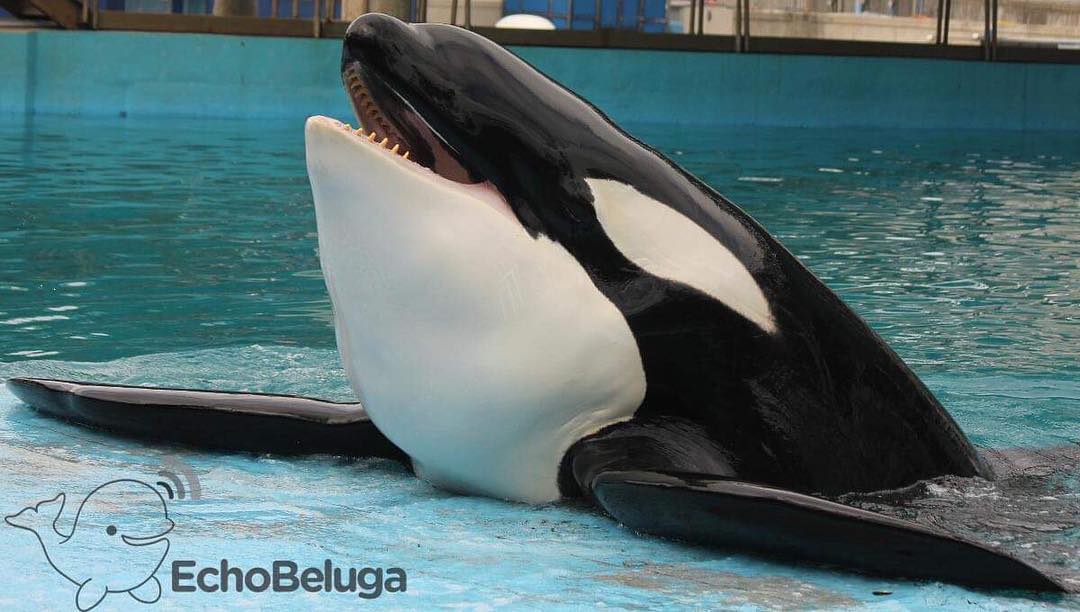 Kyuquot’s Gallery – Inherently Wild