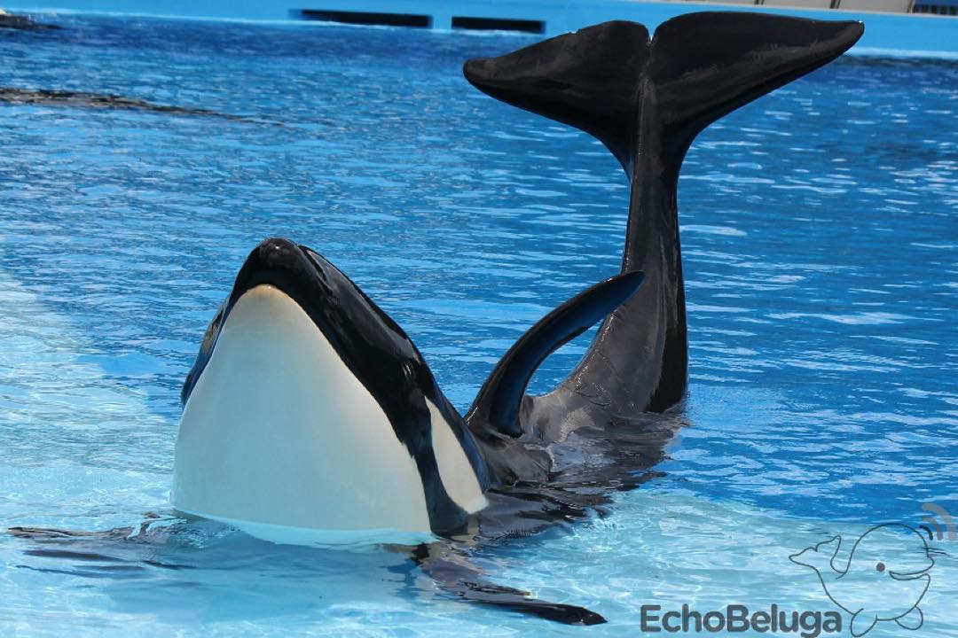 Makaio’s Gallery – Inherently Wild