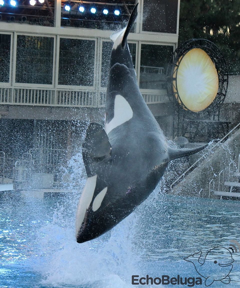 Orkid’s Gallery – Inherently Wild