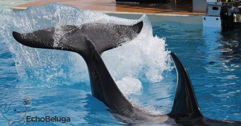 Orkid’s Gallery – Inherently Wild