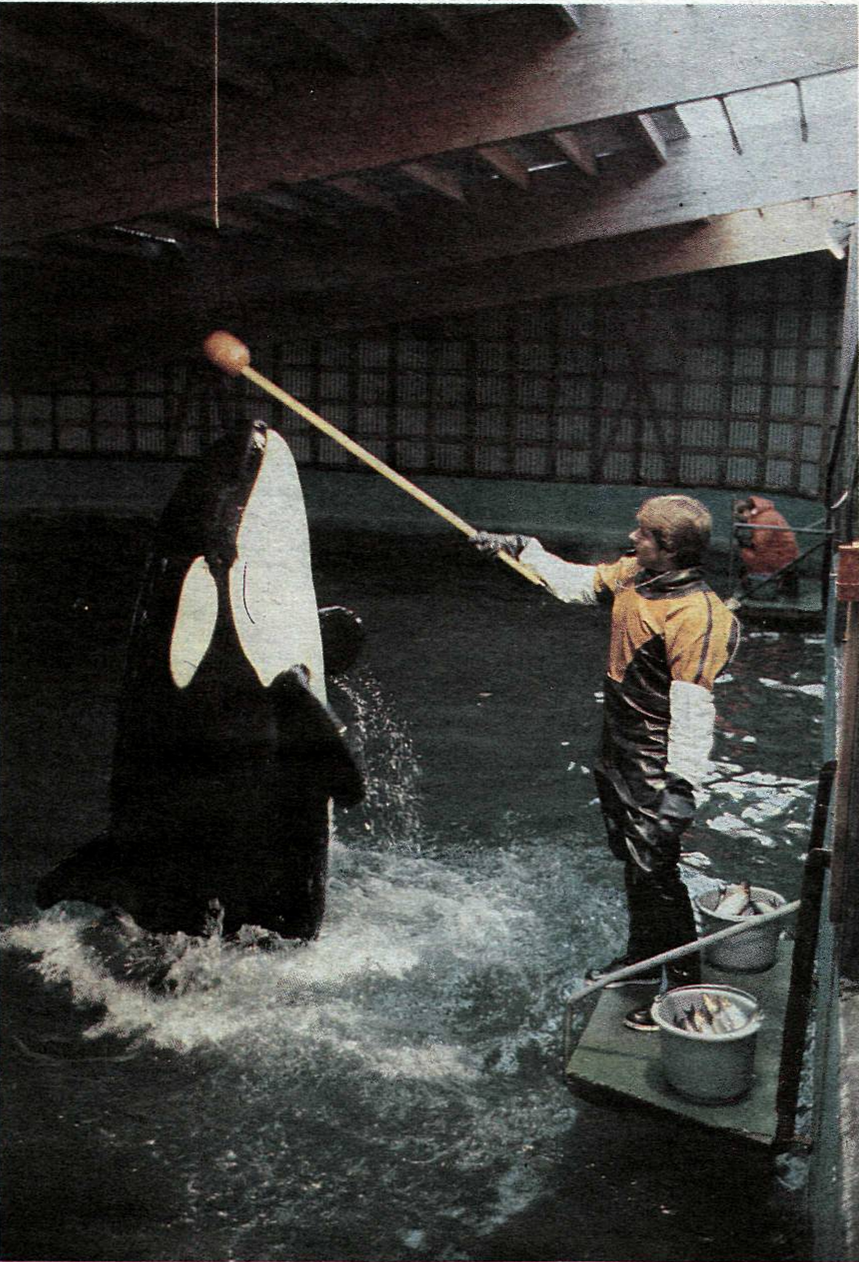 Oscar’s Gallery – Inherently Wild