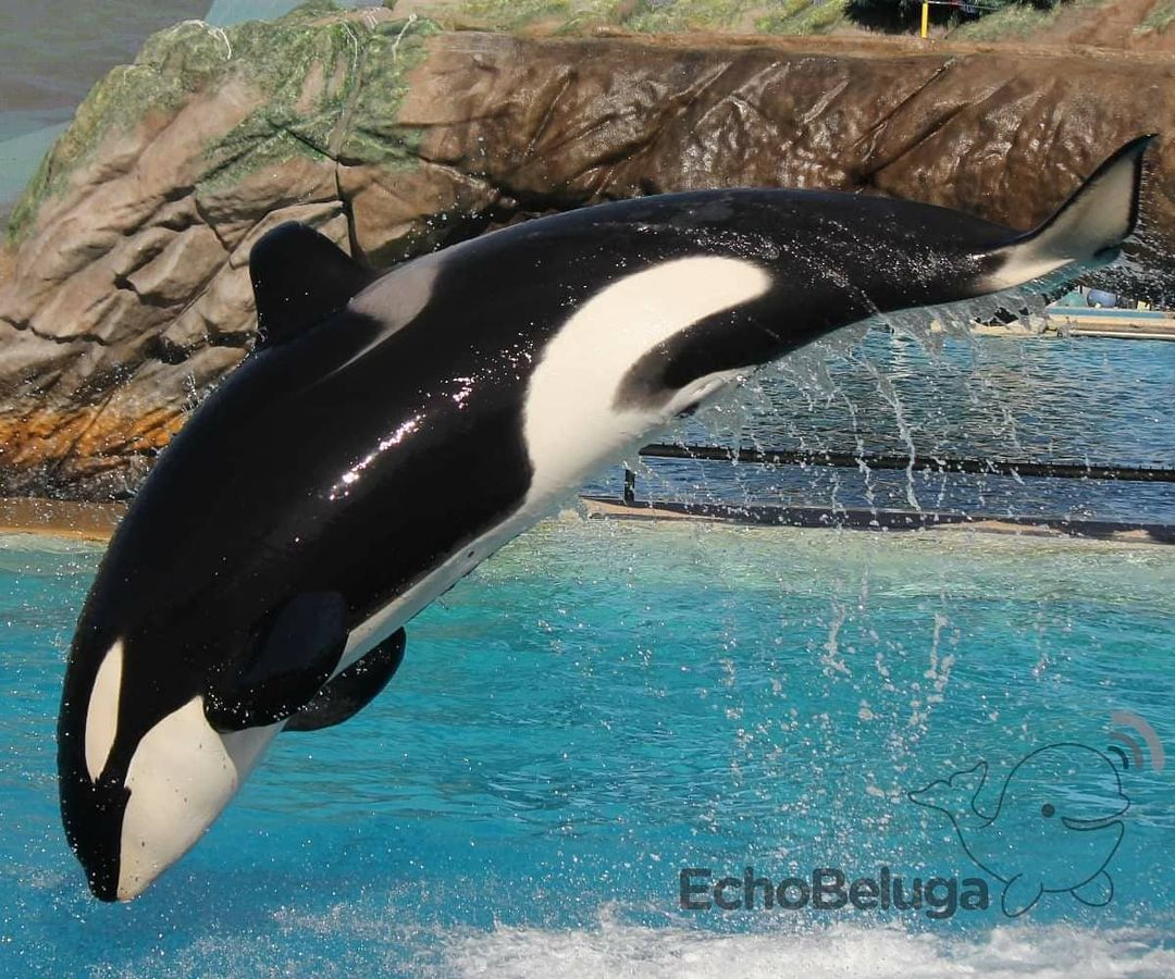 Shouka’s Gallery – Inherently Wild