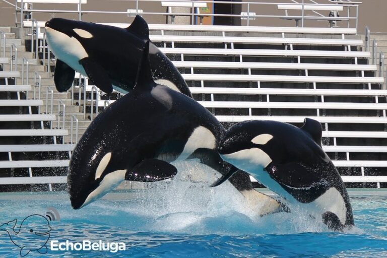 Shouka’s Gallery – Inherently Wild