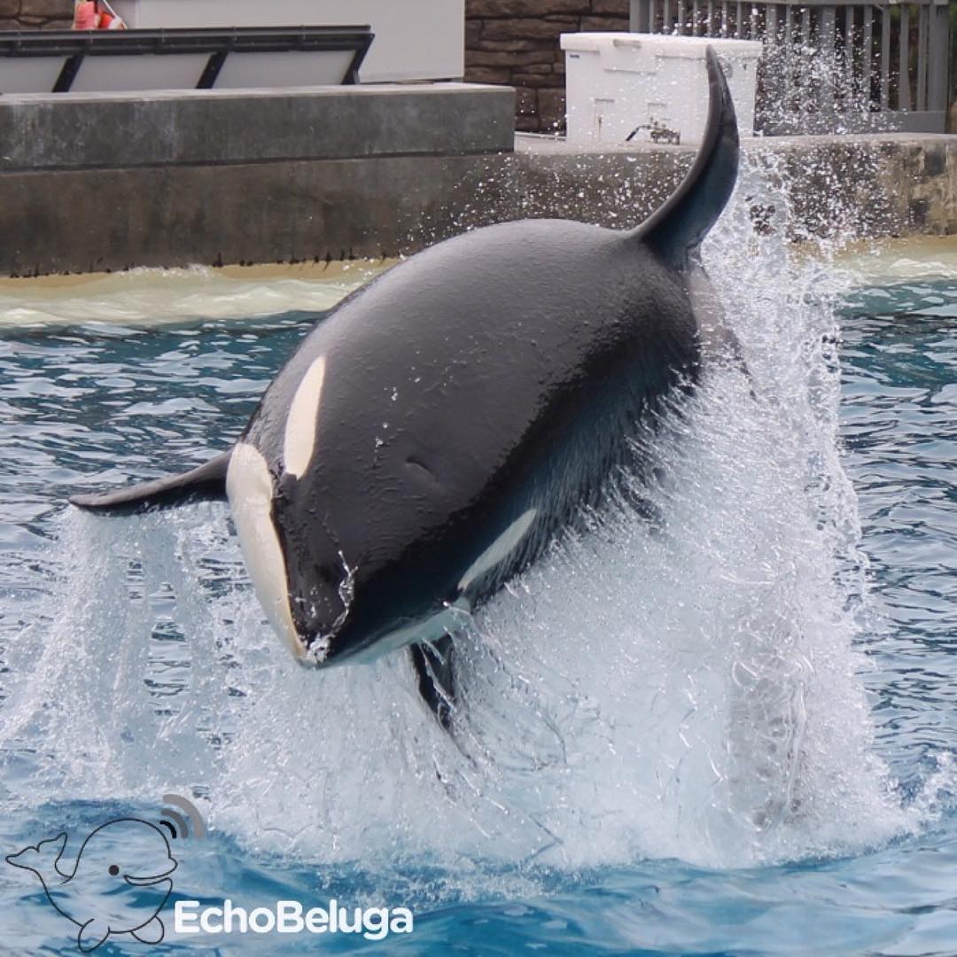 Shouka’s Gallery – Inherently Wild