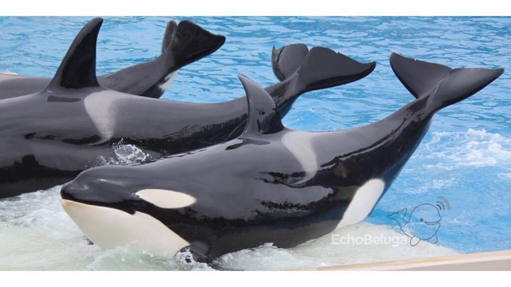 Shouka’s Gallery – Inherently Wild