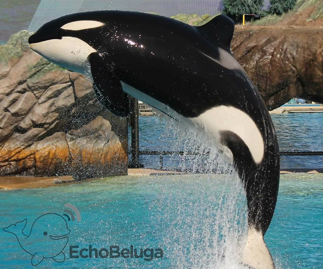 Shouka’s Gallery – Inherently Wild