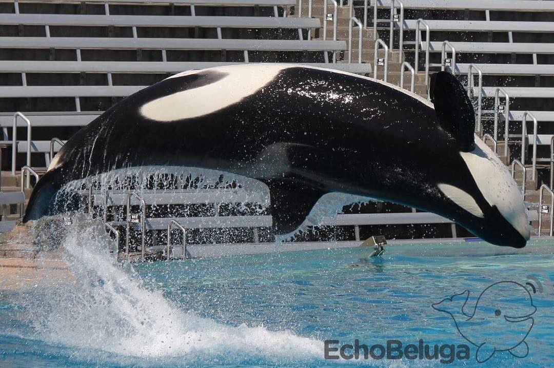 Shouka’s Gallery – Inherently Wild