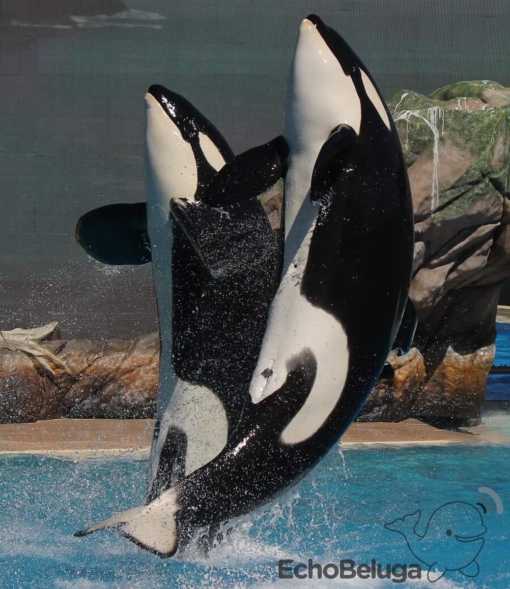 Shouka’s Gallery – Inherently Wild