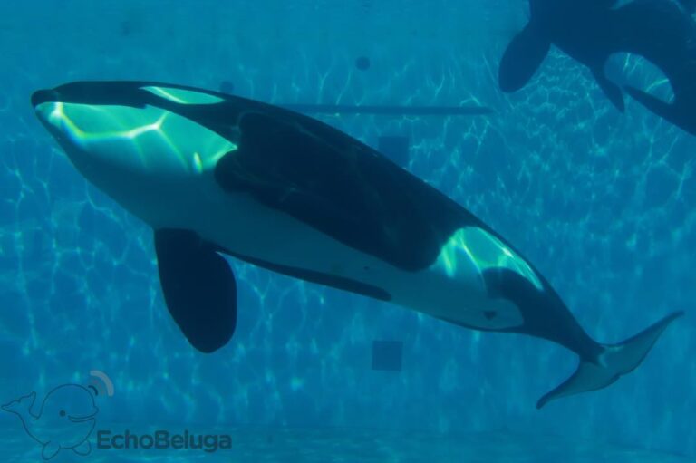 Shouka’s Gallery – Inherently Wild