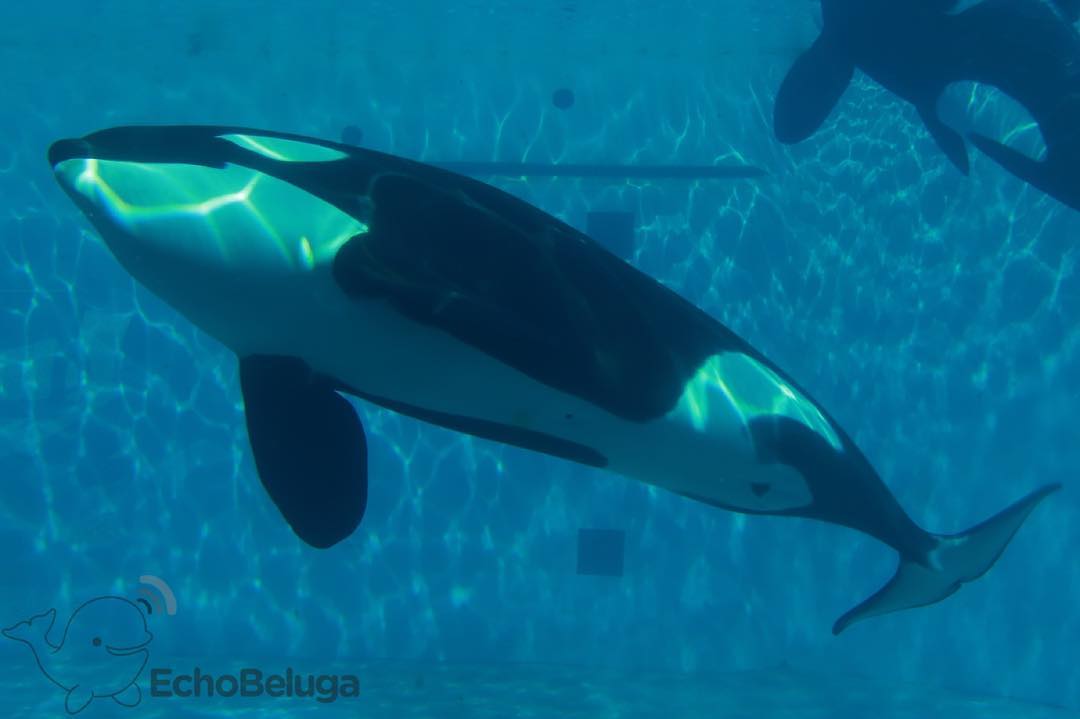 Shouka’s Gallery – Inherently Wild