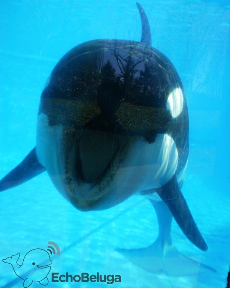 Shouka’s Gallery – Inherently Wild