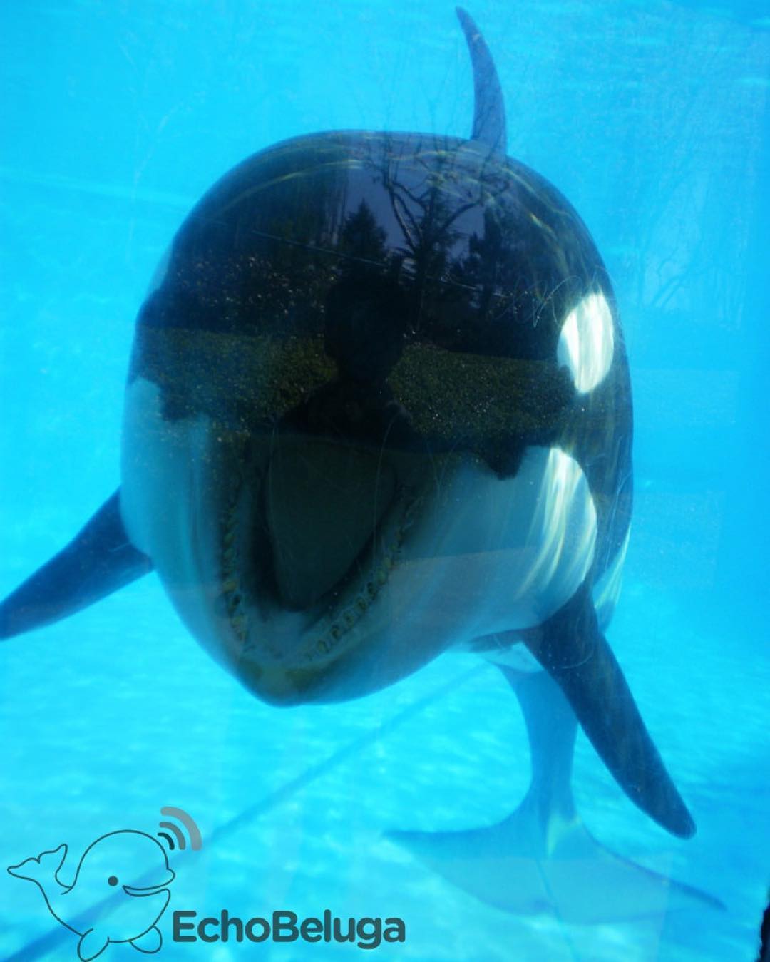 Shouka’s Gallery – Inherently Wild