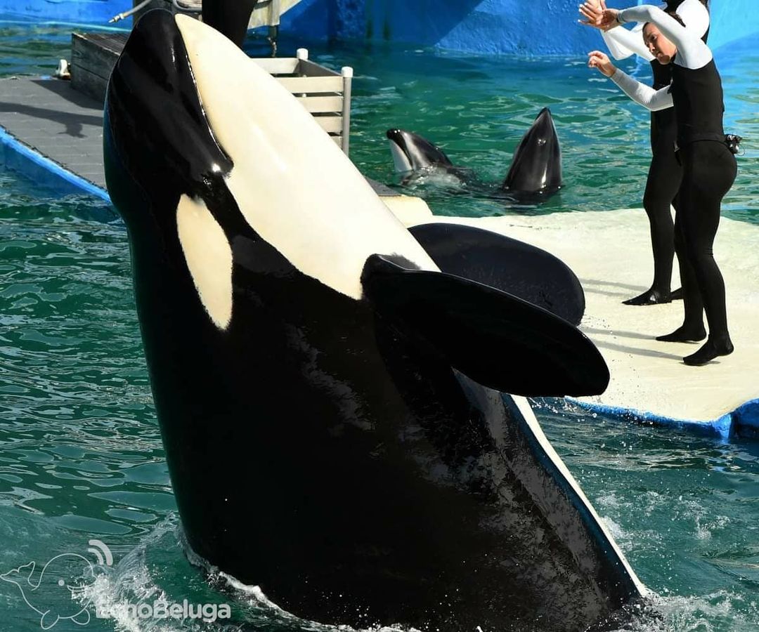 Tokitae’s Gallery – Inherently Wild