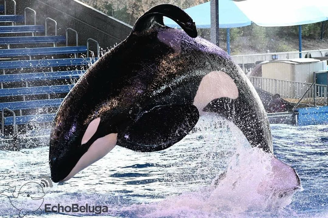 Tuar’s Gallery – Inherently Wild