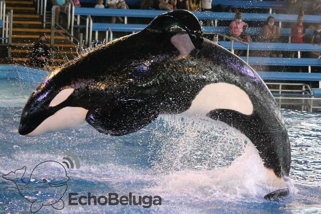 Tuar’s Gallery – Inherently Wild