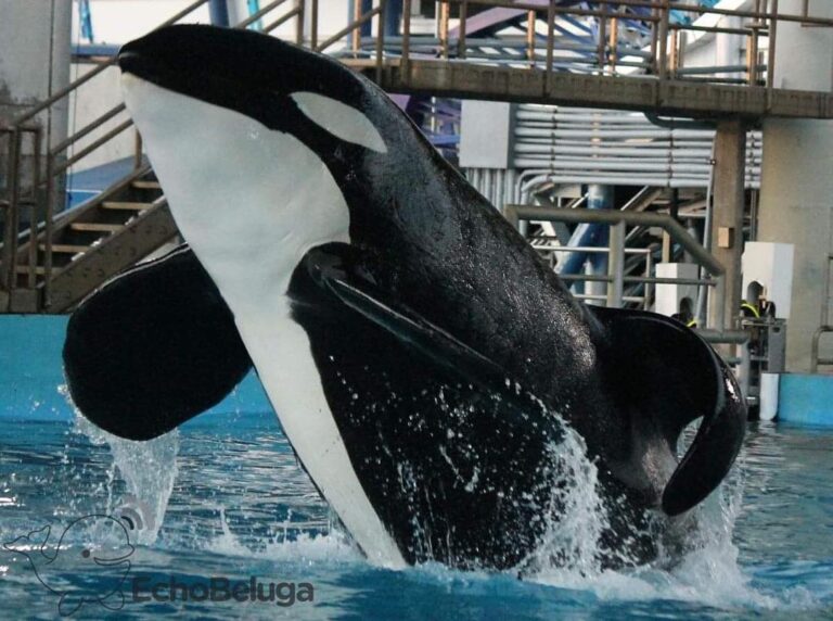 Tuar’s Gallery – Inherently Wild