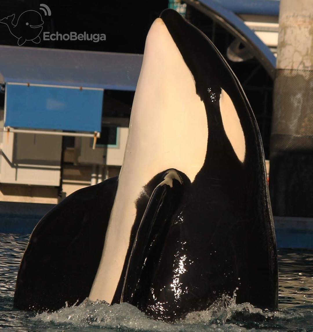 Tuar’s Gallery – Inherently Wild